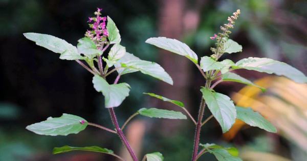 Tulsi and its medicinal uses | Blog.Nurserylive.com | gardening in india