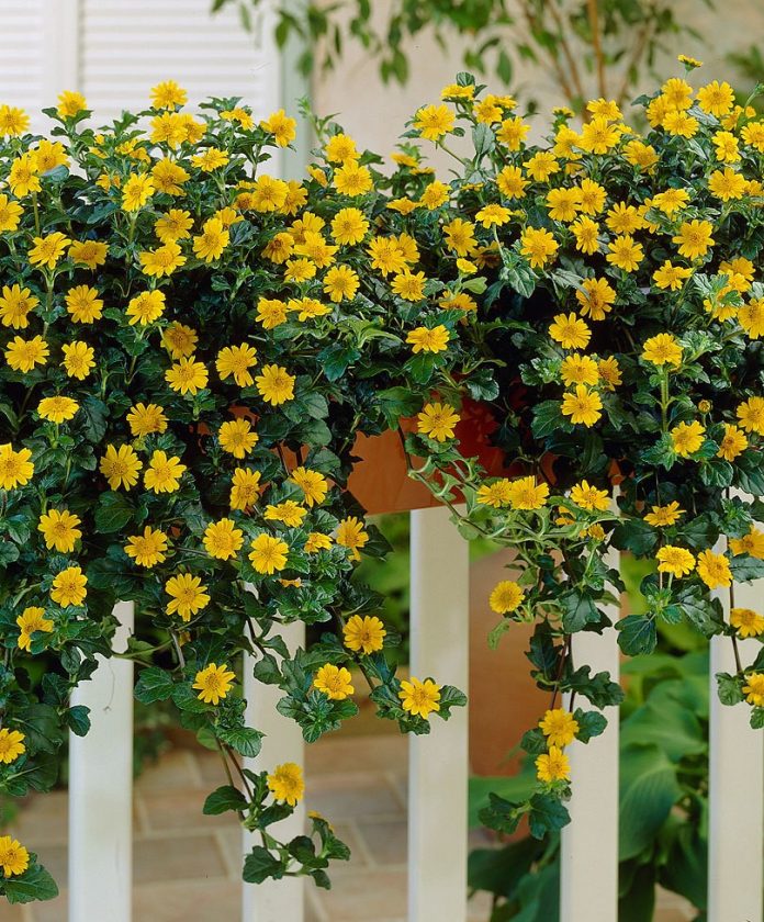 Wedelia: The Indian flower | Blog.Nurserylive.com | gardening in india