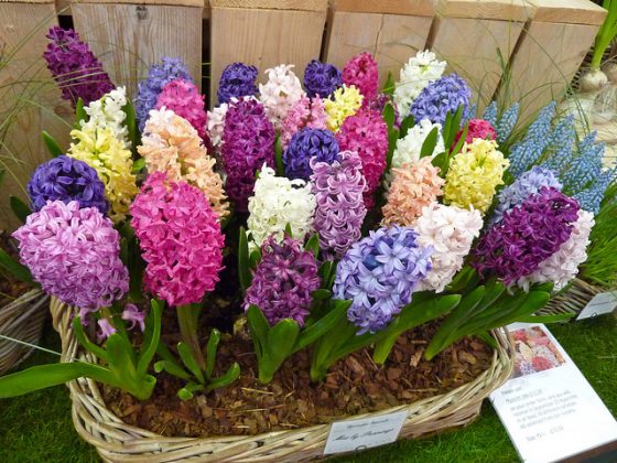 The mythical hyacinth to grow in your garden this season | Blog ...