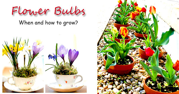 When to Plant Flower Bulbs ? Check this guide for bulbs planting ...