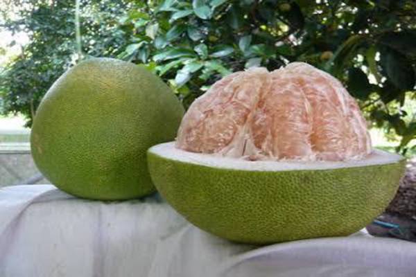 The Golden Mine Of Vitamins – The Pomelo | Blog.Nurserylive.com ...