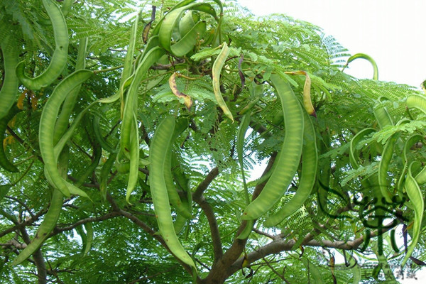 Study The Healthy Benefits Of Lead Tree | Blog.Nurserylive.com ...