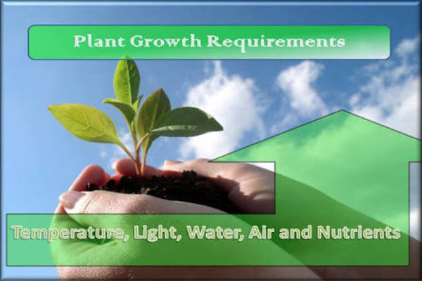 Like humans plants too have few basic requirements!!! | Blog ...